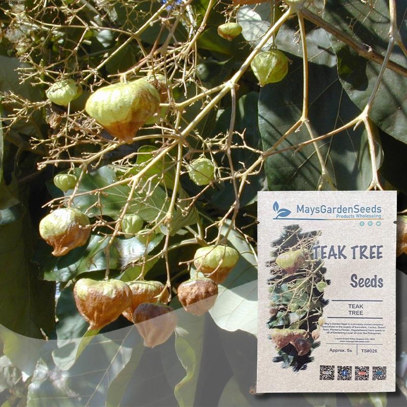 Teak Tree Fruit