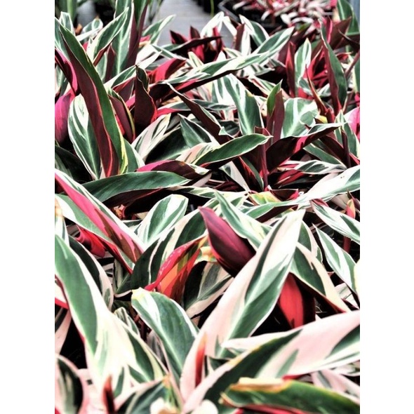 TANAMAN HIAS CALATHEA MERANTI BALI - TANAMAN HIAS CALATHEA | Lazada ...