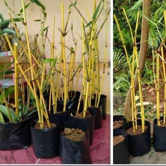 bambu kuning siap tanam bibit bambu kuning stek batang bambu kuning ...