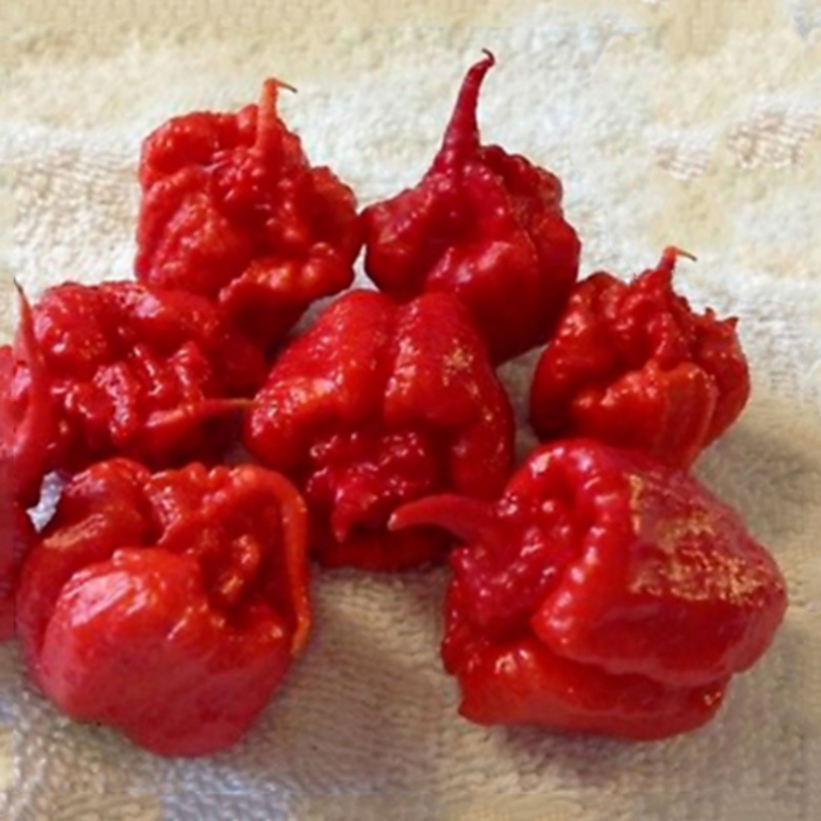 200 Pcs Carolina Reaper Seeds Carolina Reaper Pepper Seeds for Outdoor Garden Planting | Lazada ...