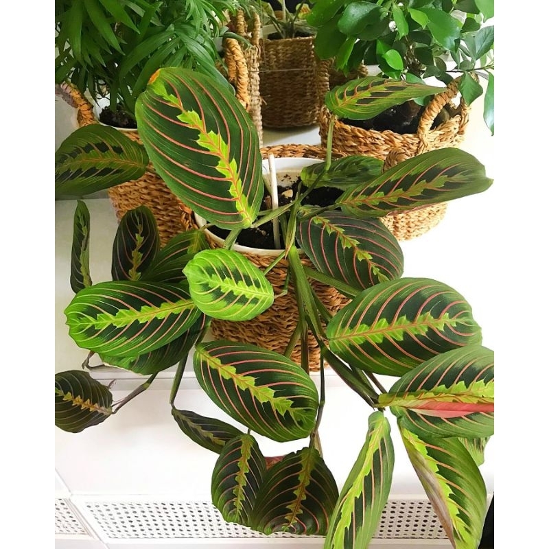 Calathea maranta / kalatea kepiting merah / chalatea Leuconeura ...