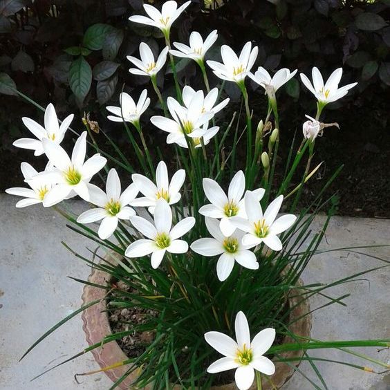 Tanaman Rain Lily bunga Putih - Bawang bawangan bunga putih - Hebat ...