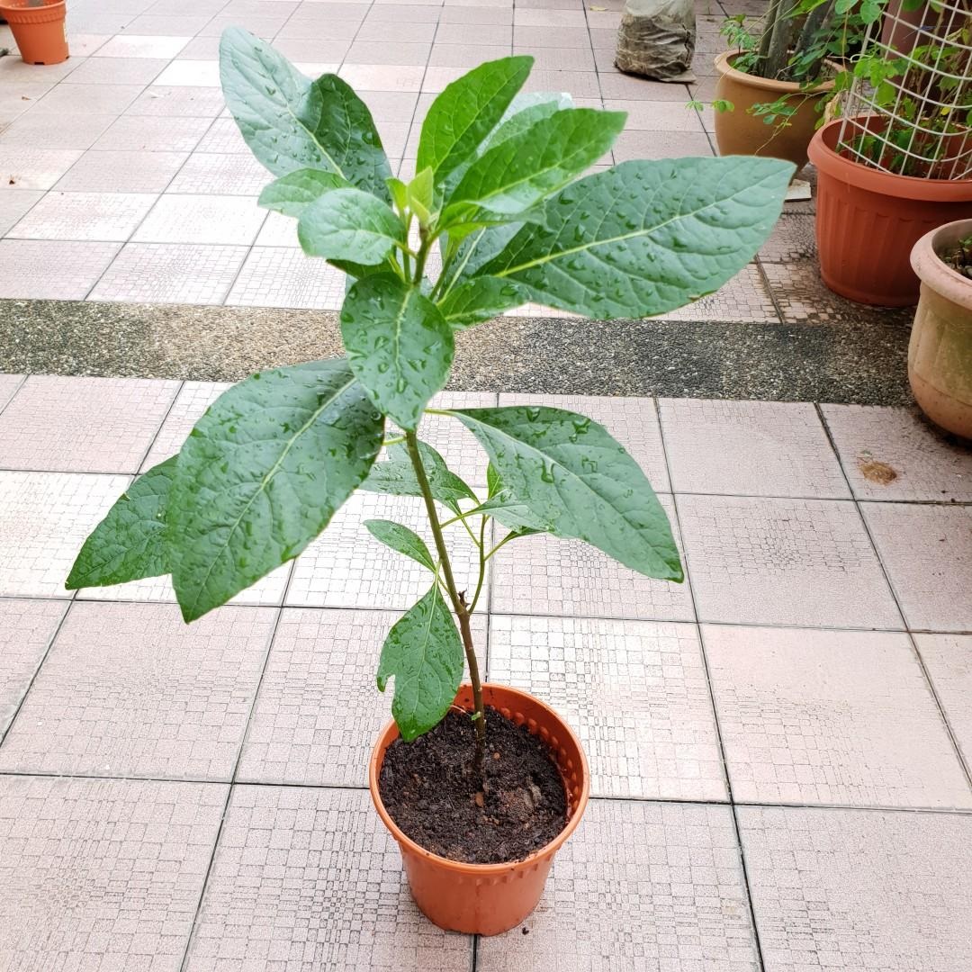 [SG 🇸🇬Store] Bitter leaf Vernonia amygdalina 南非叶 herb potted plant ...