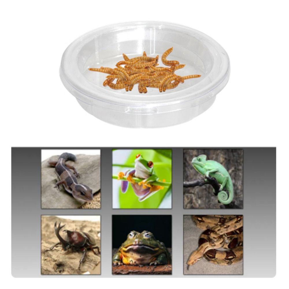 5pcs Snake Food Container Transparent Lizard Food Bowl Plastic Round ...