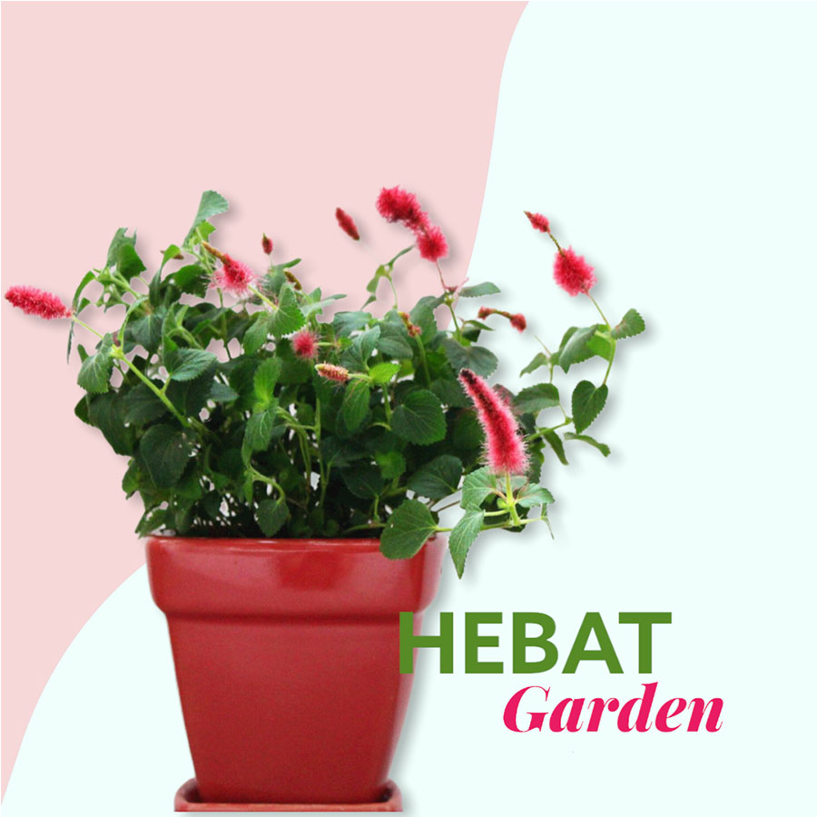 Tanaman Ulat merah - acalypha reptans steffi - Bunga ekor Kuncing ...