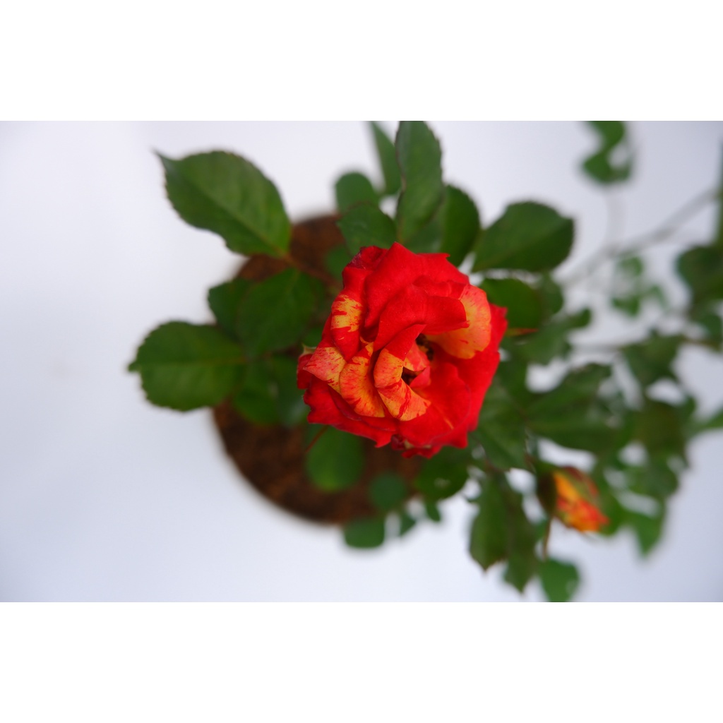 Tanaman Hias Bunga Mawar Holland - Mawar Hidup - Sudah Berbunga dan ...