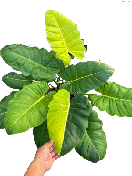 [BUY 1 TAKE 1 FREE Philodendron Lemon Green] -Variegated Philodendron ...