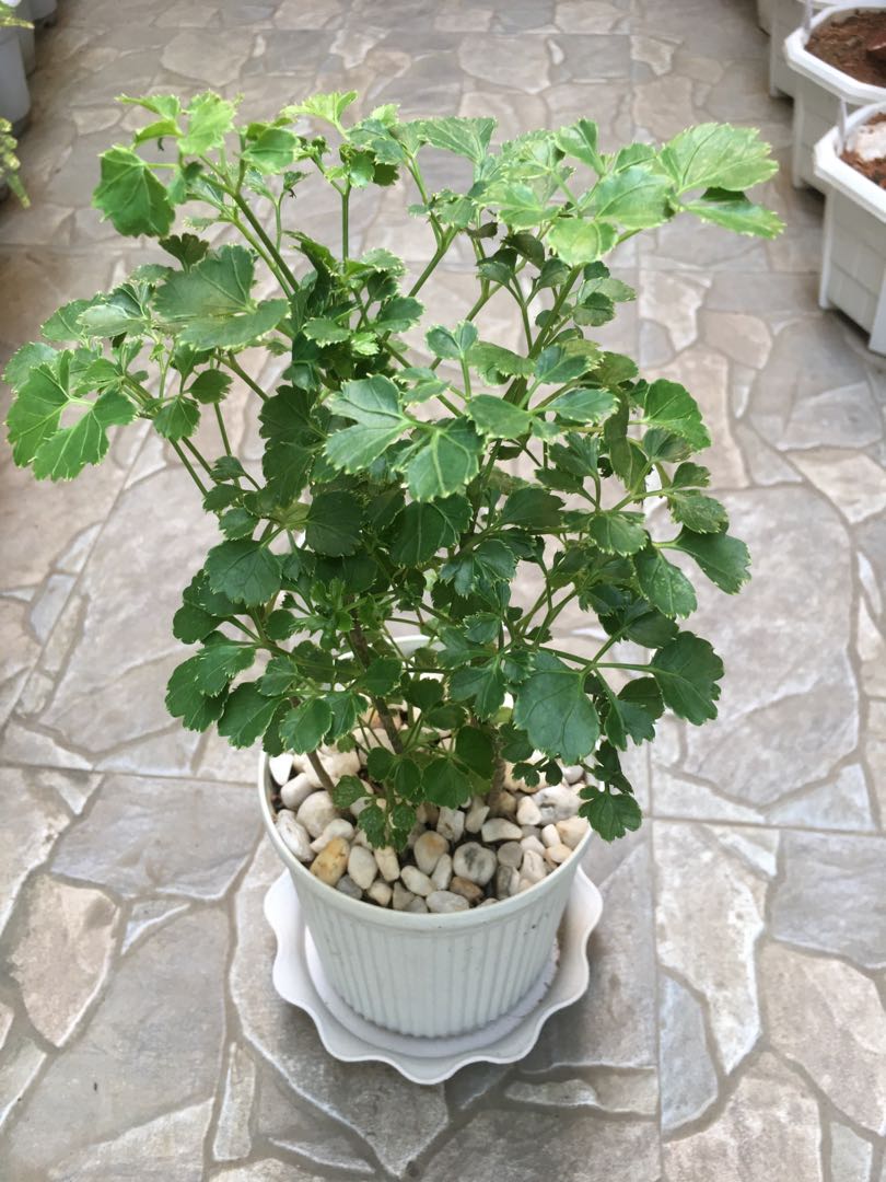 Geranium DWARF "Aralia" Air purifying indoor & outdoor live plant ...