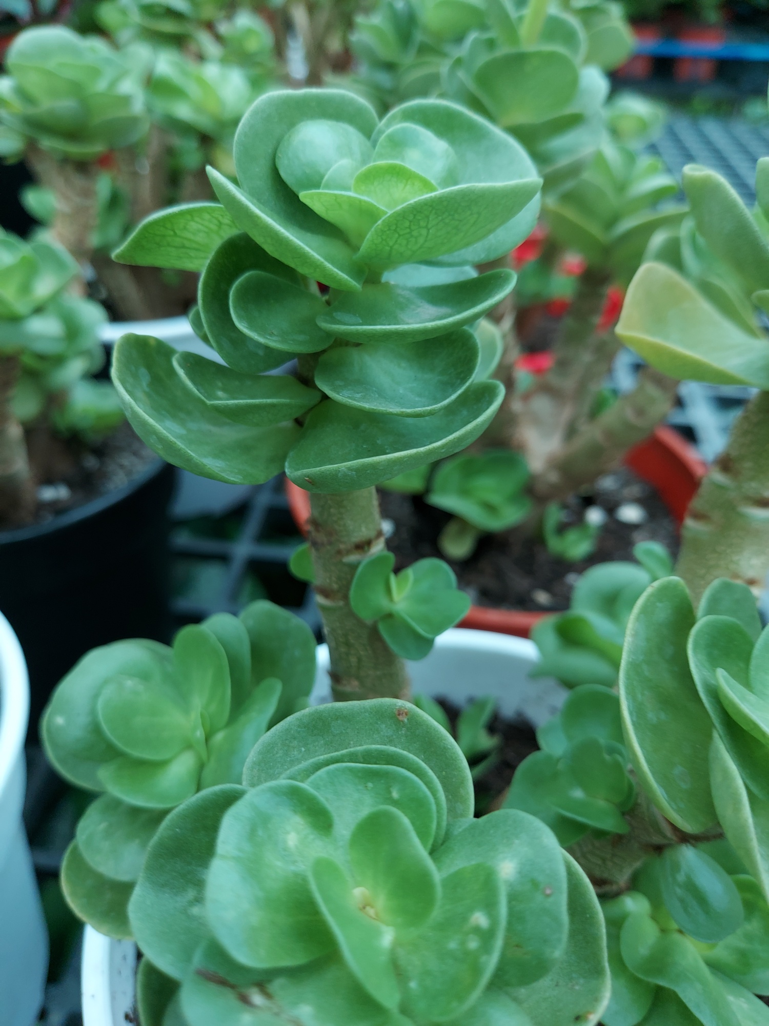 Portulaca Money Gold Coin Succulent Indoor Home House Potted Plant ...