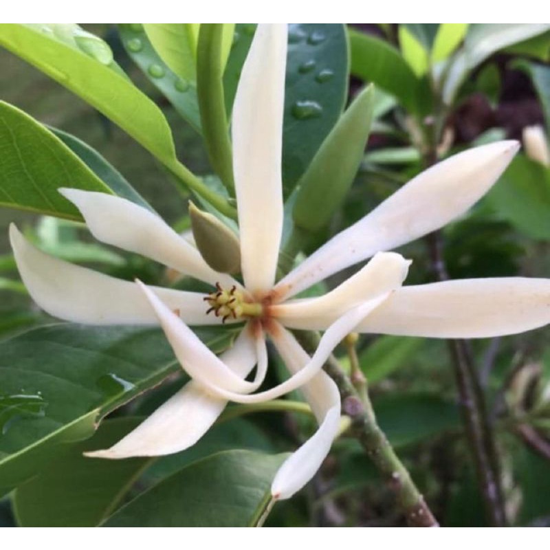 Pokok Bunga Cempaka ( hybrid ) wangi warna kuning/putih | Lazada