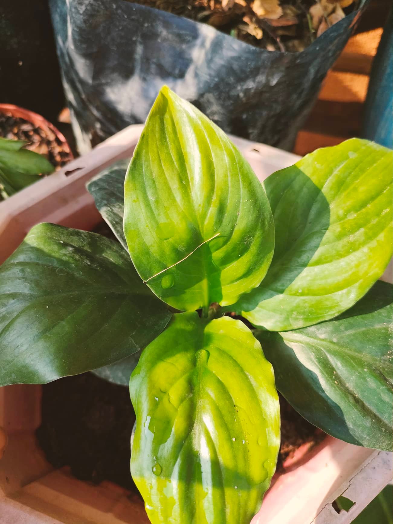 DWARF SENSATION PLANTS INDOOR OUTDOOR PLANTS-REAL PLANTS-LIVE PLANTS ...