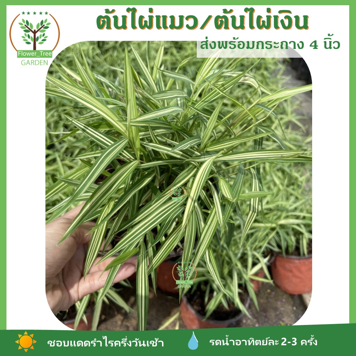 ไผ่แมว หรือ ไผ่เงิน พุ่มสวยๆ อาหารแมว หญ้าสำหรับแมว พืชสำหรับแมว ส่ง ...