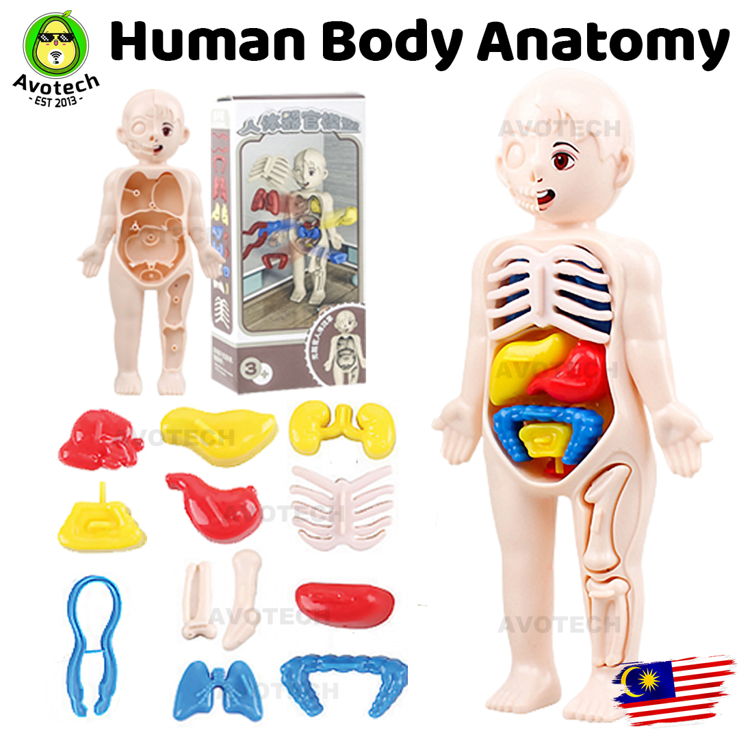 Awotech STEM Toys Human Body Anatomy Science Educational Toys DIY ...