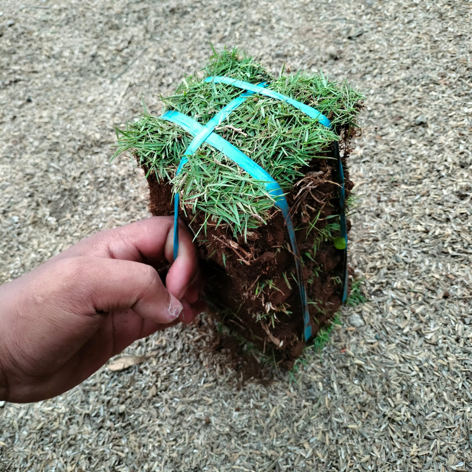 tanaman hias viral monstera jari variegata putih | Lazada Indonesia
