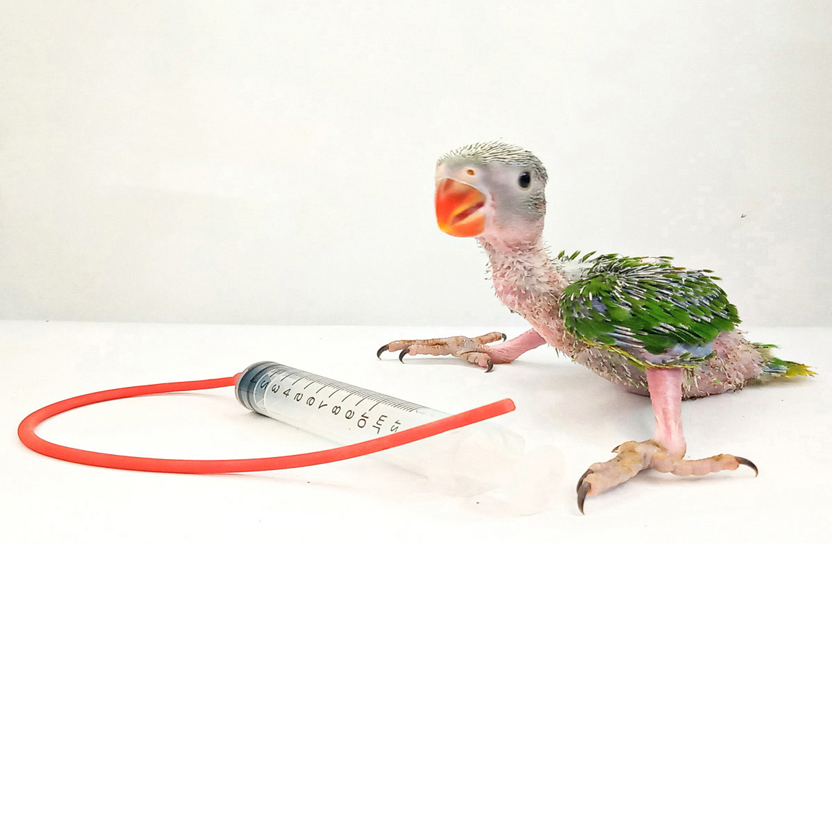 Bird handfeeding Syringes Crop Tubes for new born baby birds= 10 ml ...