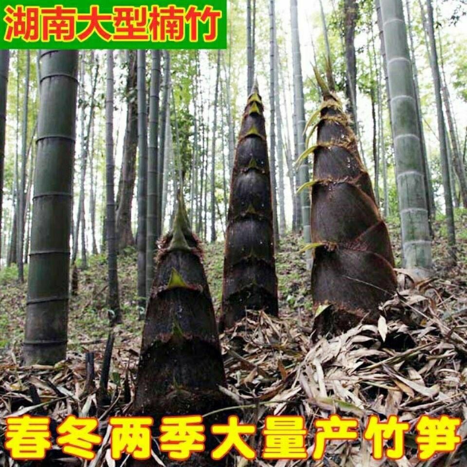 Large scale bamboo seeds, giant dragon bamboo seeds, easy to grow ...