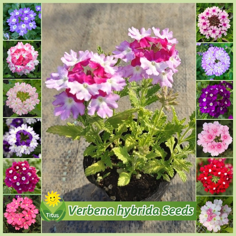 100% Legit Bonsai Verbena hybrida Seeds Assorted Flower Seeds for ...