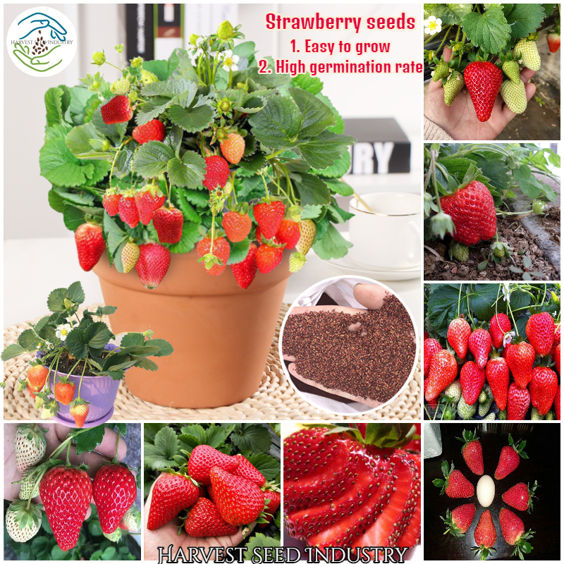 [Fast Germination] 200pcs Sweet Strawberry Seeds Hybrid Bonsai Fruit ...