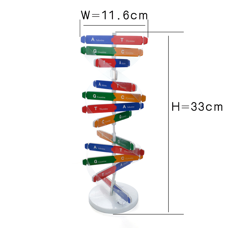 Human Genes DNA Models Double Helix Science Toys Teaching Learning ...