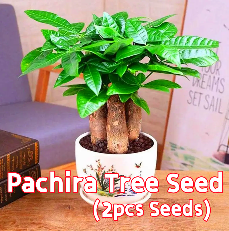 100% Original Pachira Tree Seeds for Sale (Fresh 2pcs Seeds) Dwarf Money Tree Plant Seeds for ...