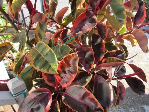 Rubber Tree Ruby Cutting/Node 1 to 3 Inches | Lazada PH