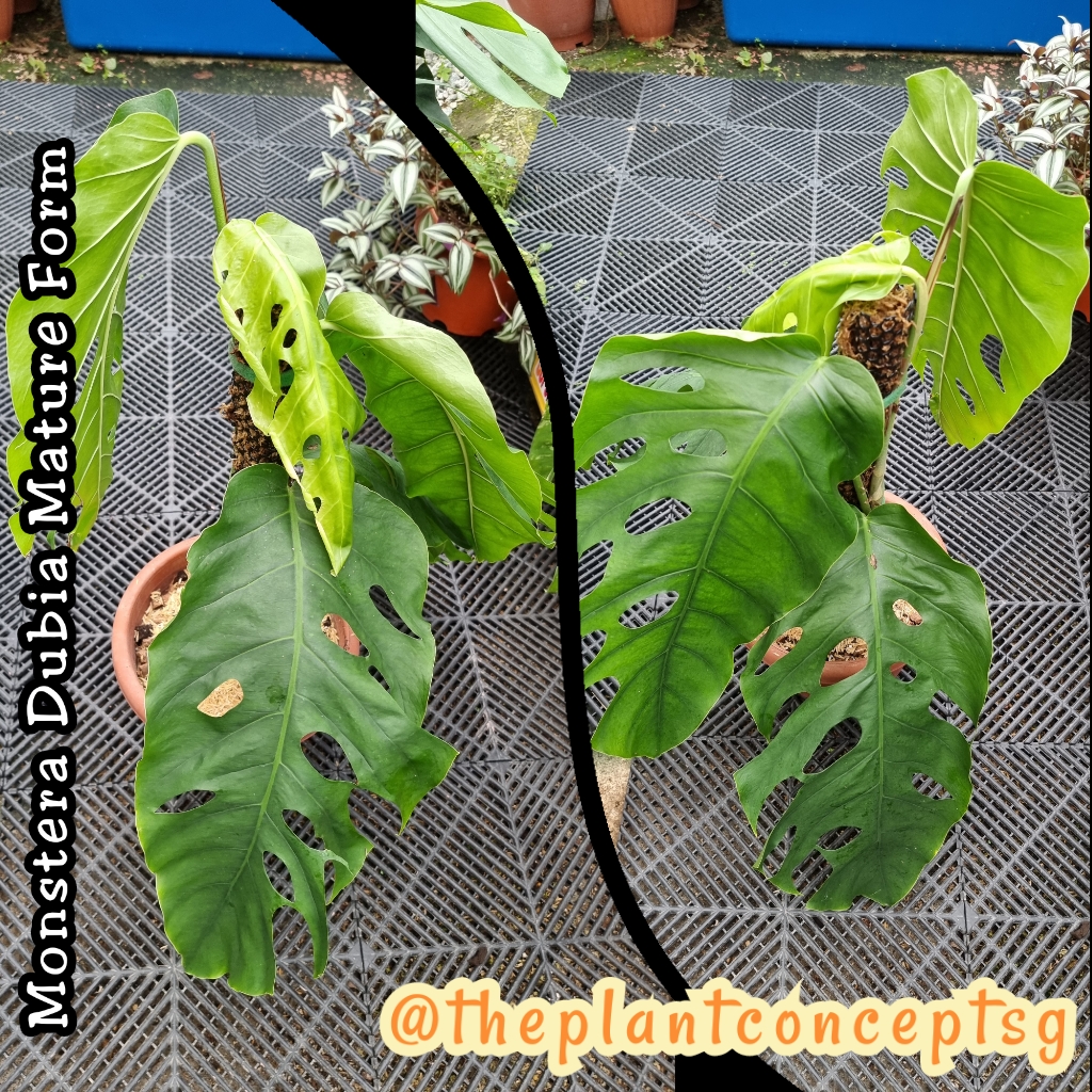Monstera Dubia (Mature Form) | Lazada Singapore