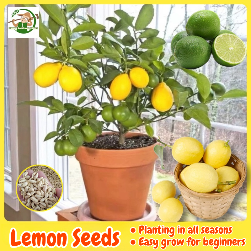 [Easy to grow in Malaysia] Fresh Dwarf Lemon Tree Seeds Organic Fruit ...