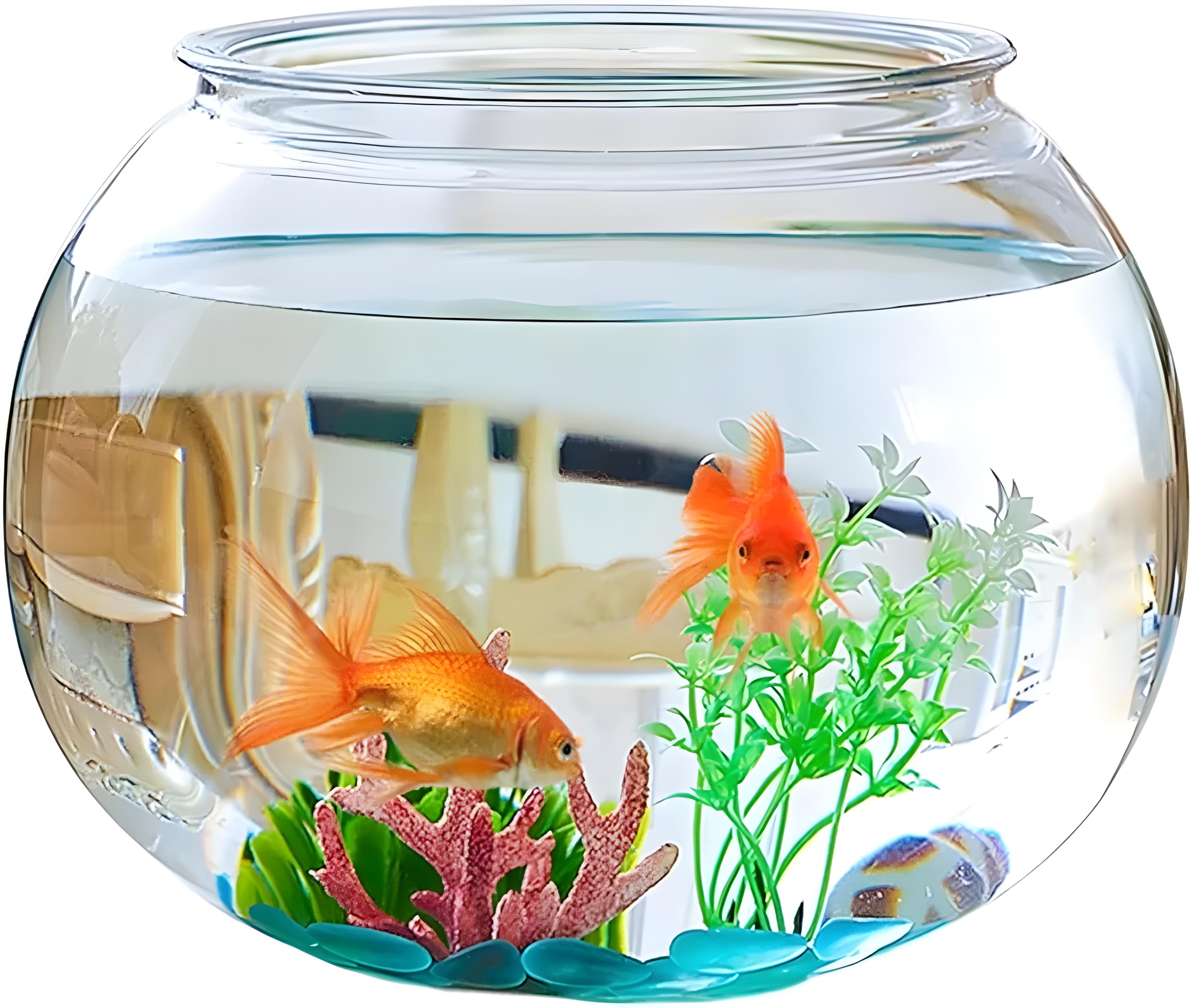 Glass Fish Bowl With Colorful Stones & Tree Aquarium, Fishbowl, Cat ...