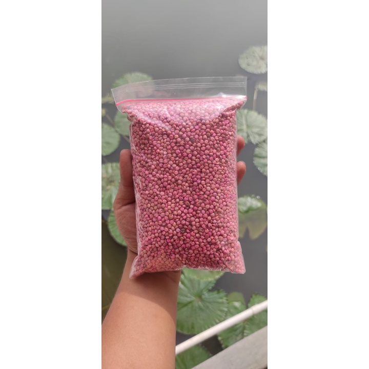 BIBIT SORGUM BIOGUMA 2 - Benih Sorgum Bioguma - Varian (500gr & 250gr ...