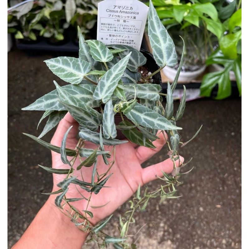 Sirih silver keraton / Cissus Amazonica | Lazada Indonesia