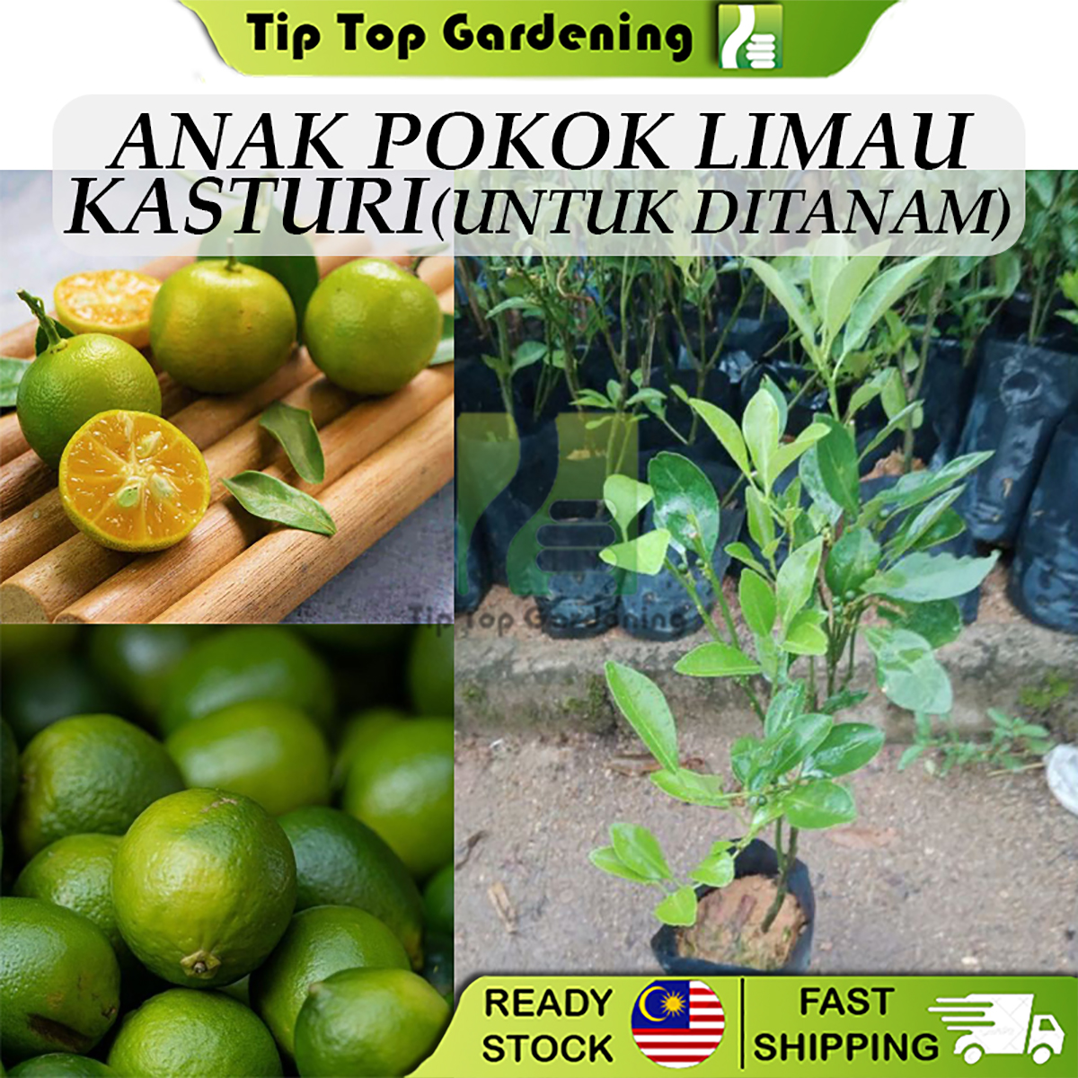Anak Pokok Limau Kasturi Untuk Ditanam Pokok Hidup Real Live Plant ...