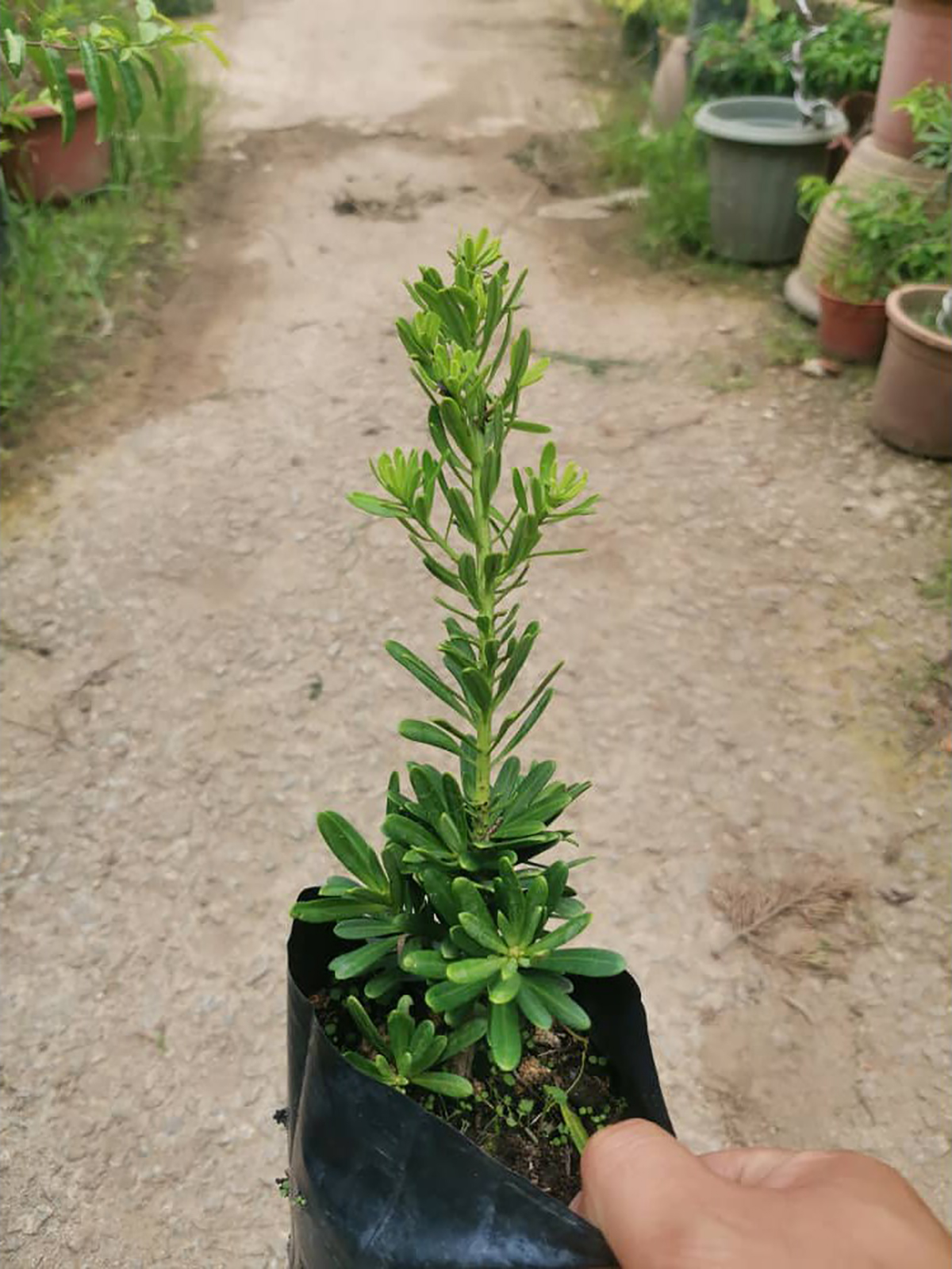 Anak Pokok Podocarpus Untuk Ditanam Pokok Hidup Real Live Plant ...