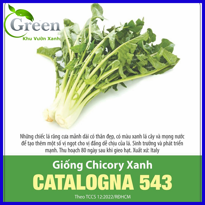 Hạt Giống Chicory Xanh (Rau Diếp Xoăn) | Lazada.vn