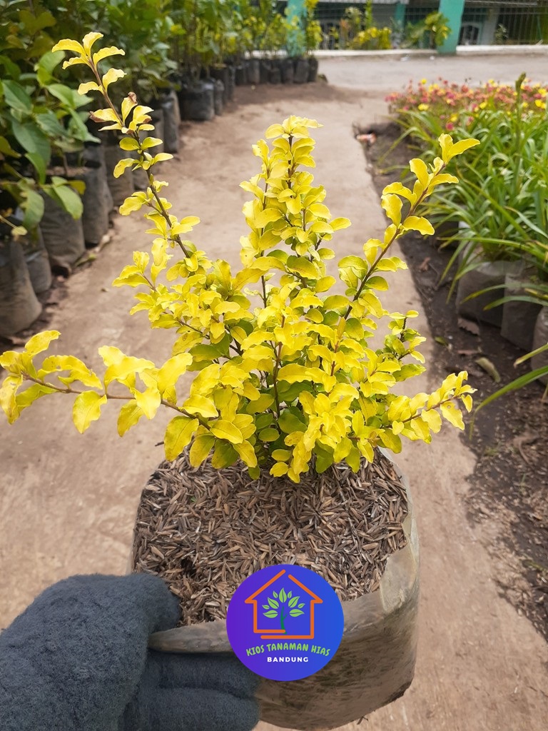 COD Tanaman hias legistrum kuning California privet daun indah segar ...