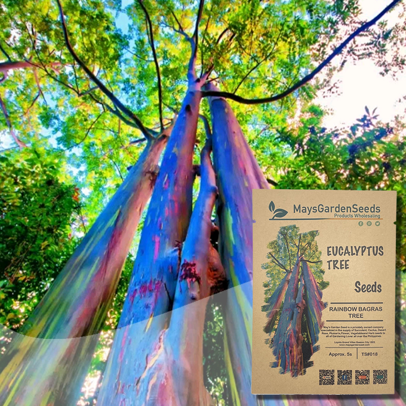 Rainbow Bagras Tree Seeds, Rainbow Eucalyptus Tree, Tree Seeds#018 ...