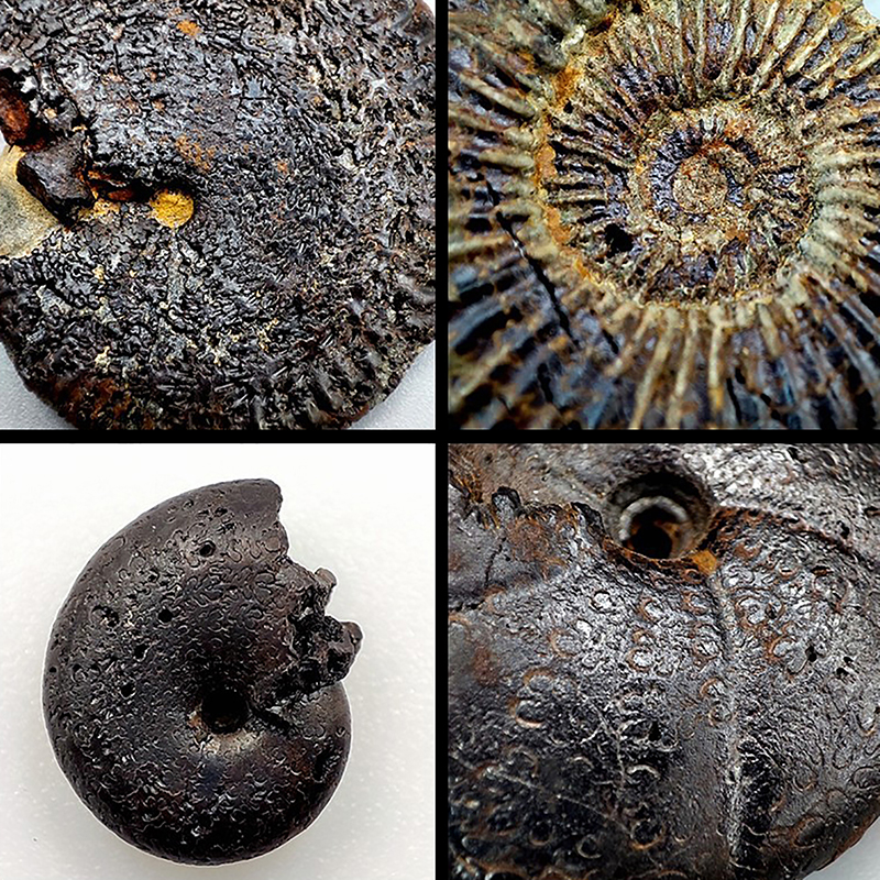 【Best value for money】 5Pcs Ancient Marine Life Fossils Raw Stones ...
