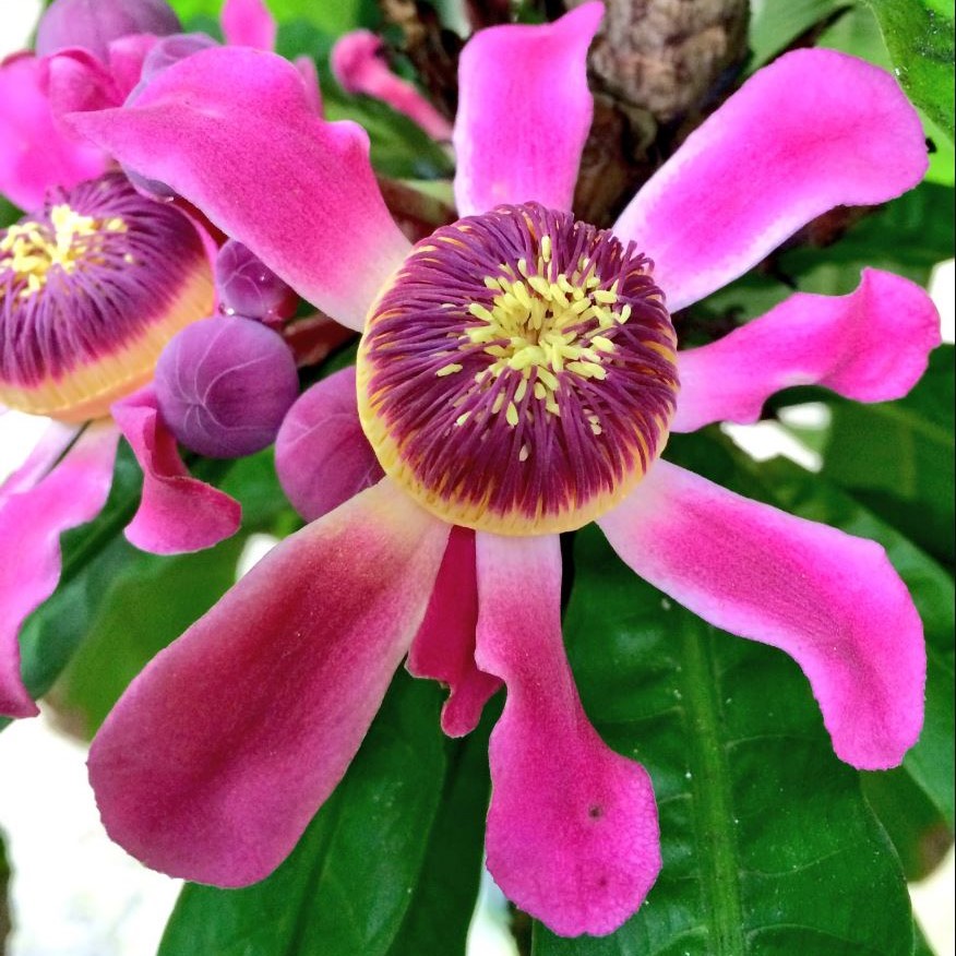 Pokok Heaven Lotus Gustavia Dwarfs | Lazada