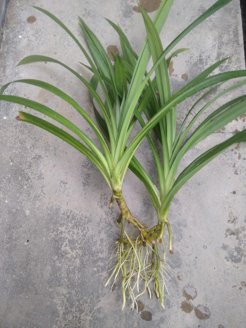 ORGANIC - Pokok Daun Pandan / Pandanus Amaryllifolius | Lazada
