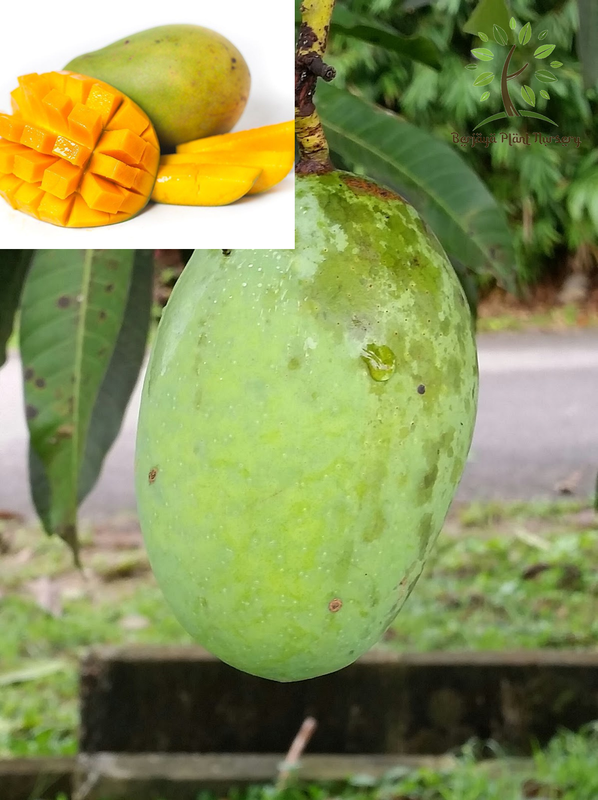 Berjaya Plant Nursery - Pokok Mangga Kuini Hybrid(Pokok Buah Hidup/Buah ...