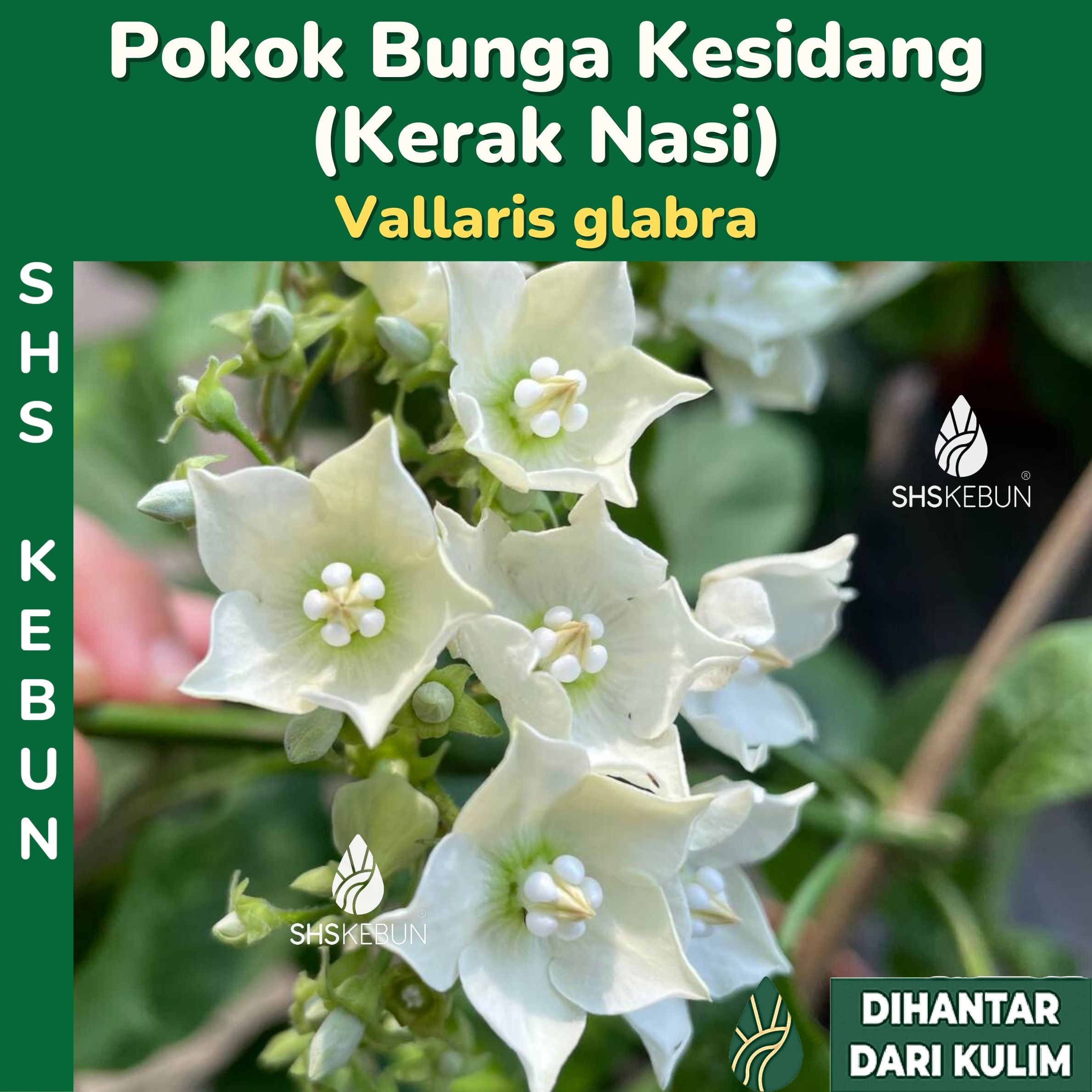 Pokok Bunga Kesidang Pokok Bunga Kerak Nasi Outdoor Plant Vallaris ...
