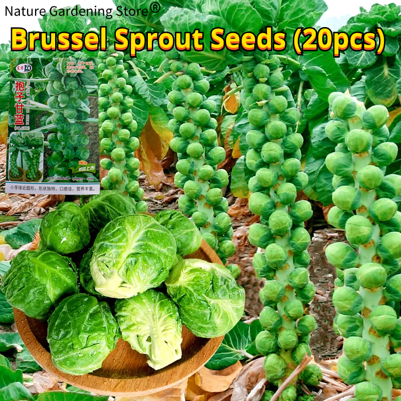 Fresh Organic Brussel Sprout Seeds for Planting (20 Seed) High Yield ...