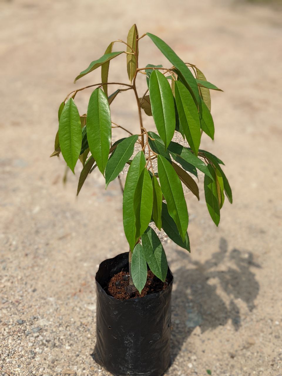 Mao Shan Wang/Musang King Durian Tree Plant - Healthy, Beautiful and ...