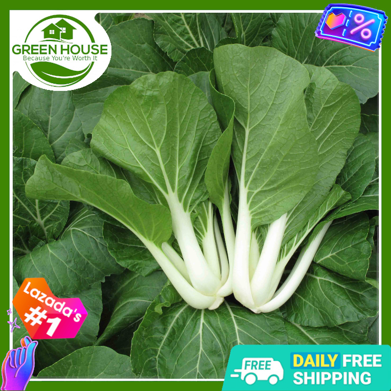 [Green House] Pechay Pavito Seeds for Planting Vegetable Plants ...