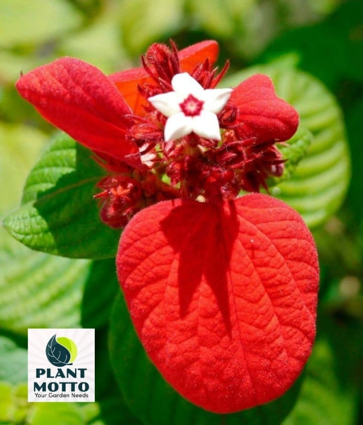 Dona Evangelina Mussaenda Rare Plant with FREE white plastic pot ...