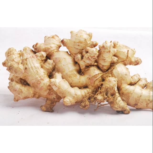Jahe Gajah Rempah Jae Jahe 1000gr | Lazada Indonesia