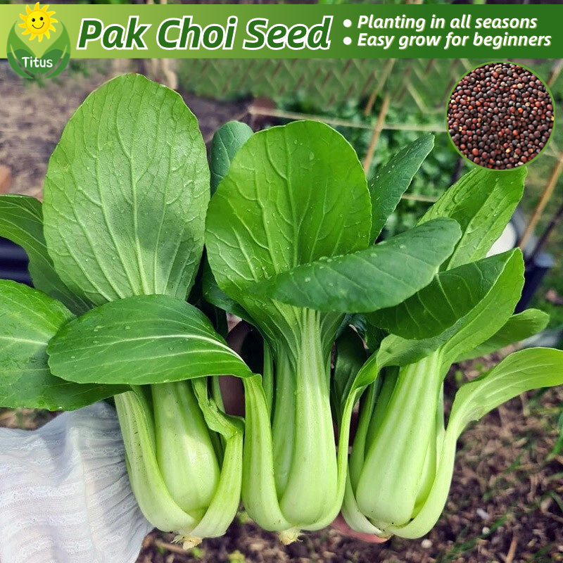 เมล็ดพันธุ์ ผักเบบี้ฮ้องเต้ บรรจุ 200 เมล็ด Pak Choi Seeds Bok Choy ...