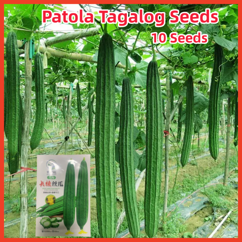 Easy To Grow Organic Seeds In Malaysia High-yield and Early Maturing ...
