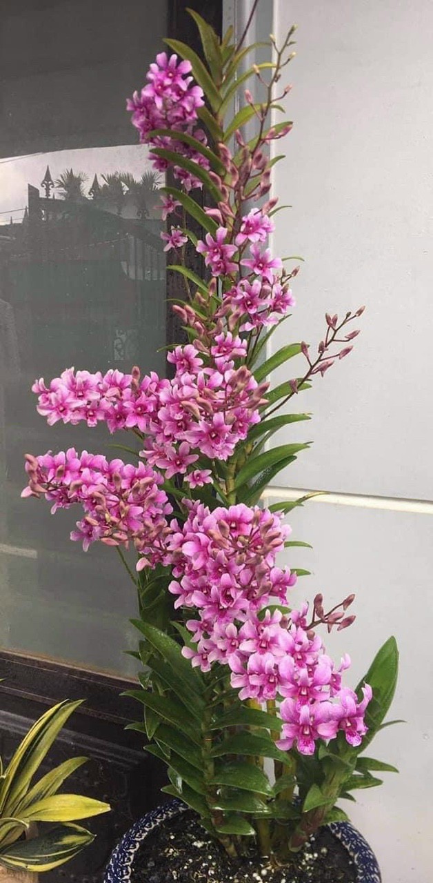 HOA LAN NẮNG NHẬT(MÀU ĐẬM) | Lazada.vn