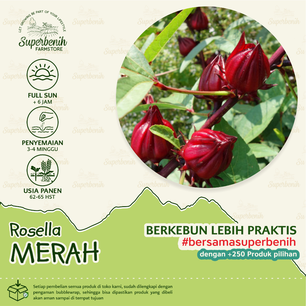 10 Biji - Benih ROSELLA MERAH, bunga lebat, mudah ditanam | Lazada ...
