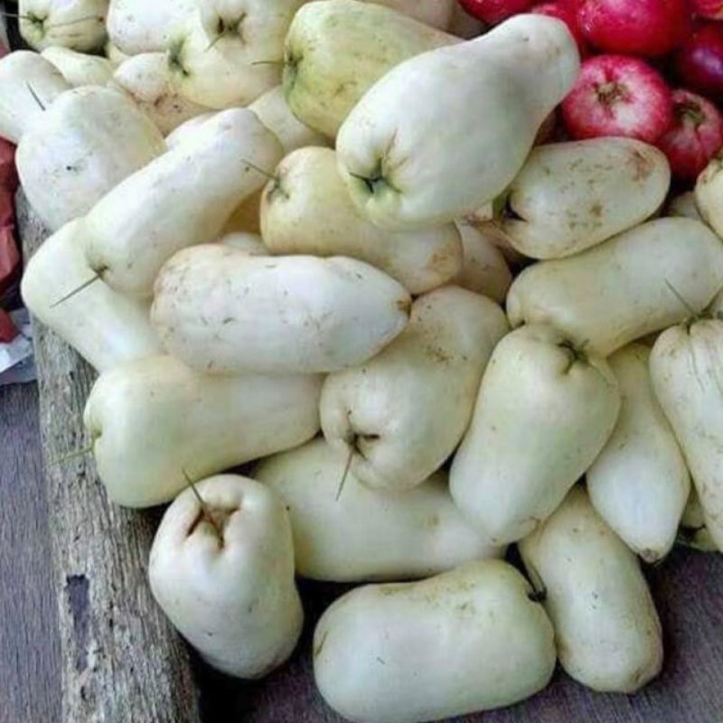 Malaysia Fast Shipping Pokok Jambu Susu Rare plant | Lazada